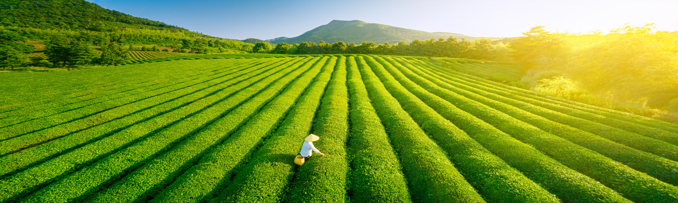 Explore the Marvelous natural World of Tea – Pit&Pit EN