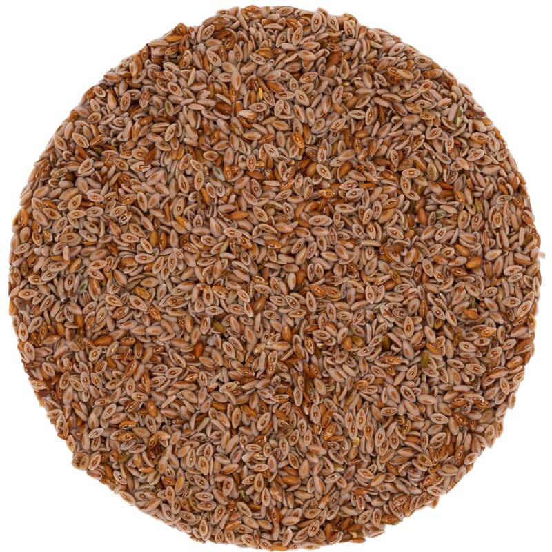 Psyllium seed organic – Pit & Pit